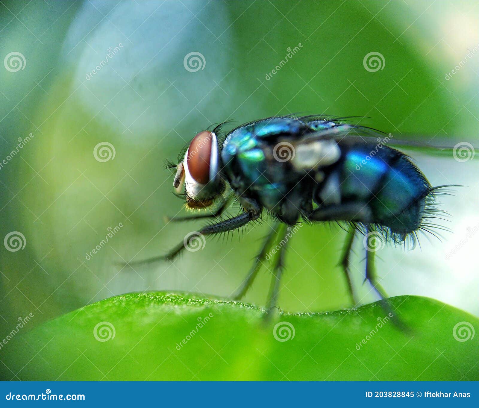 The big house fly stock image. Image of weevil, leaf - 203828845