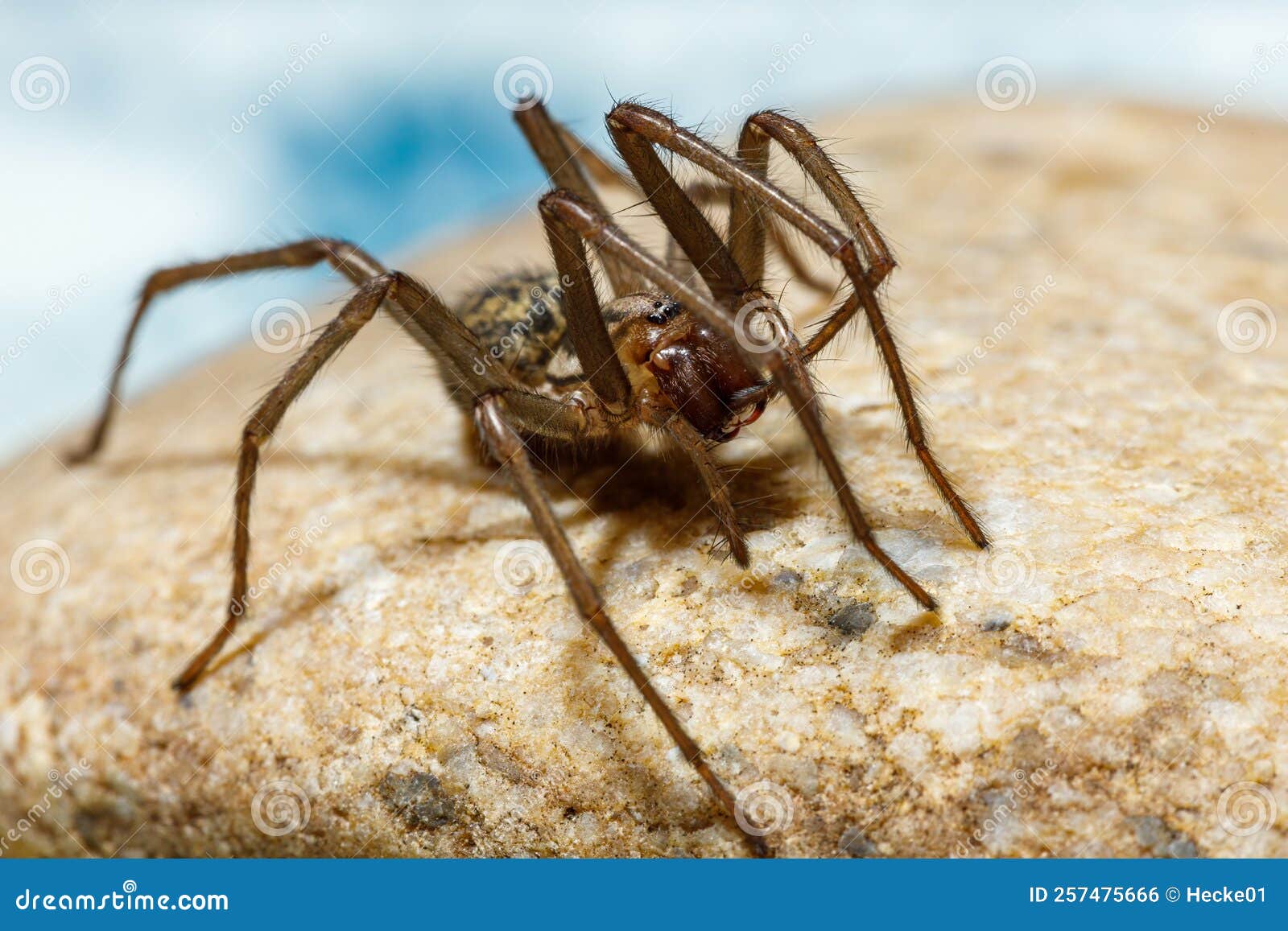 Big House Spider Tegenaria Domestica Stock Photo - Image of barn, legs ...