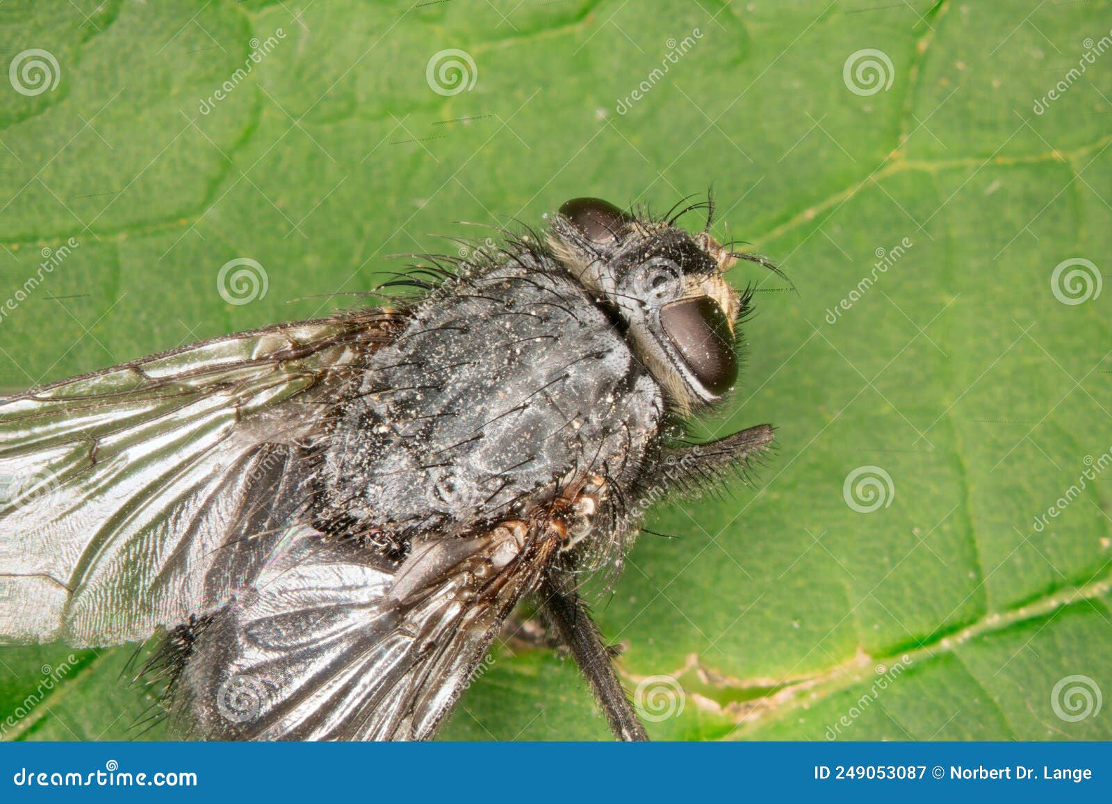 Big housefly stock image. Image of compound, mouthparts - 249053087