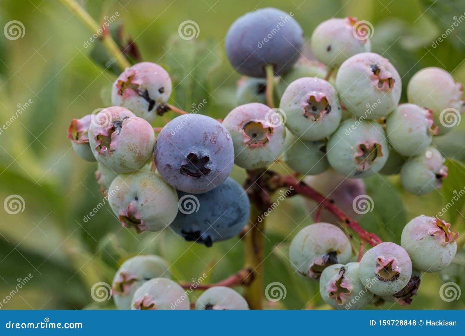 Big Huckleberries and Green Leaves in the Green Garden Stock Photo ...