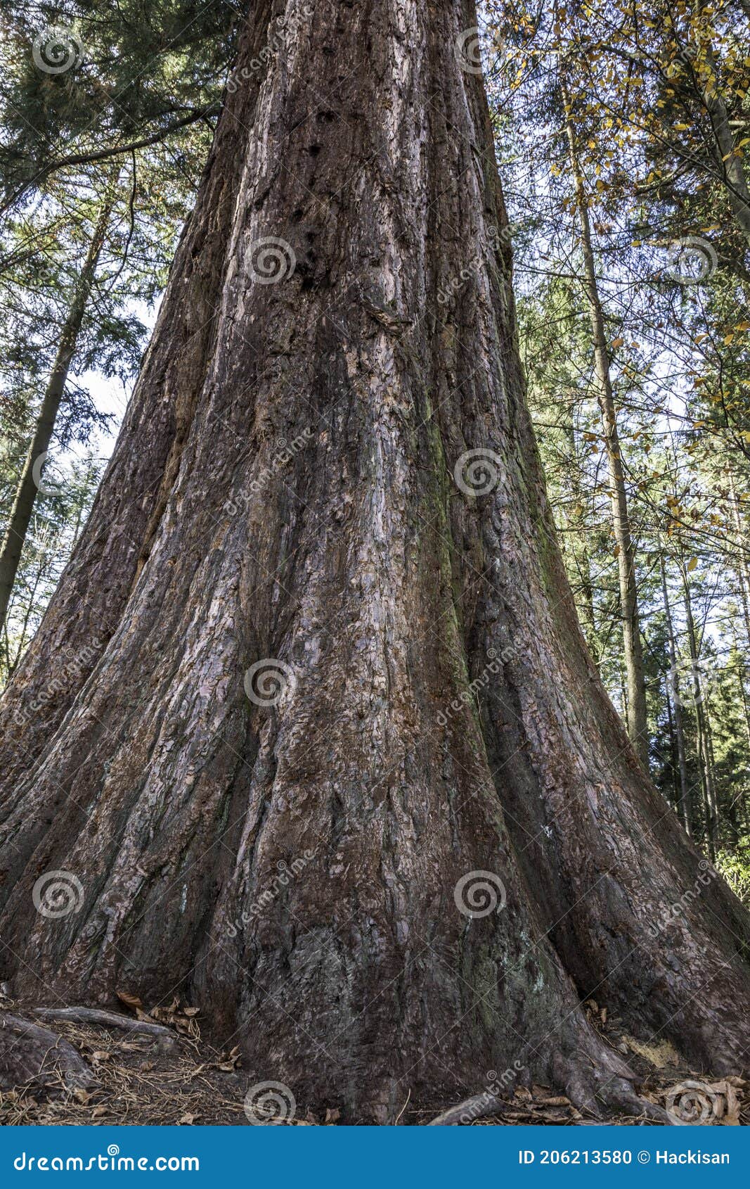 Big and Huge Mammoth Tree in the Middle of the Forest Stock Photo ...