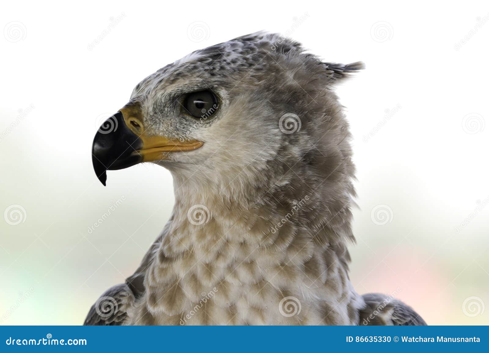Big Hunter Bird Headshot with Big Eye Stock Photo - Image of natural ...
