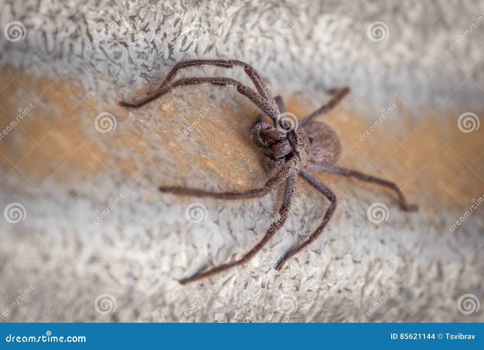 Big Huntsman Spider Closeup. Stock Photo - Image of insect, huntsman ...