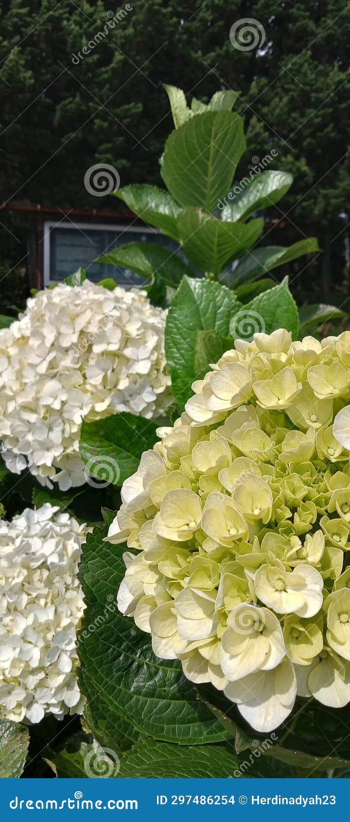 Big Hydragea Flower from Dieng of Banjarnegara Stock Photo - Image of ...