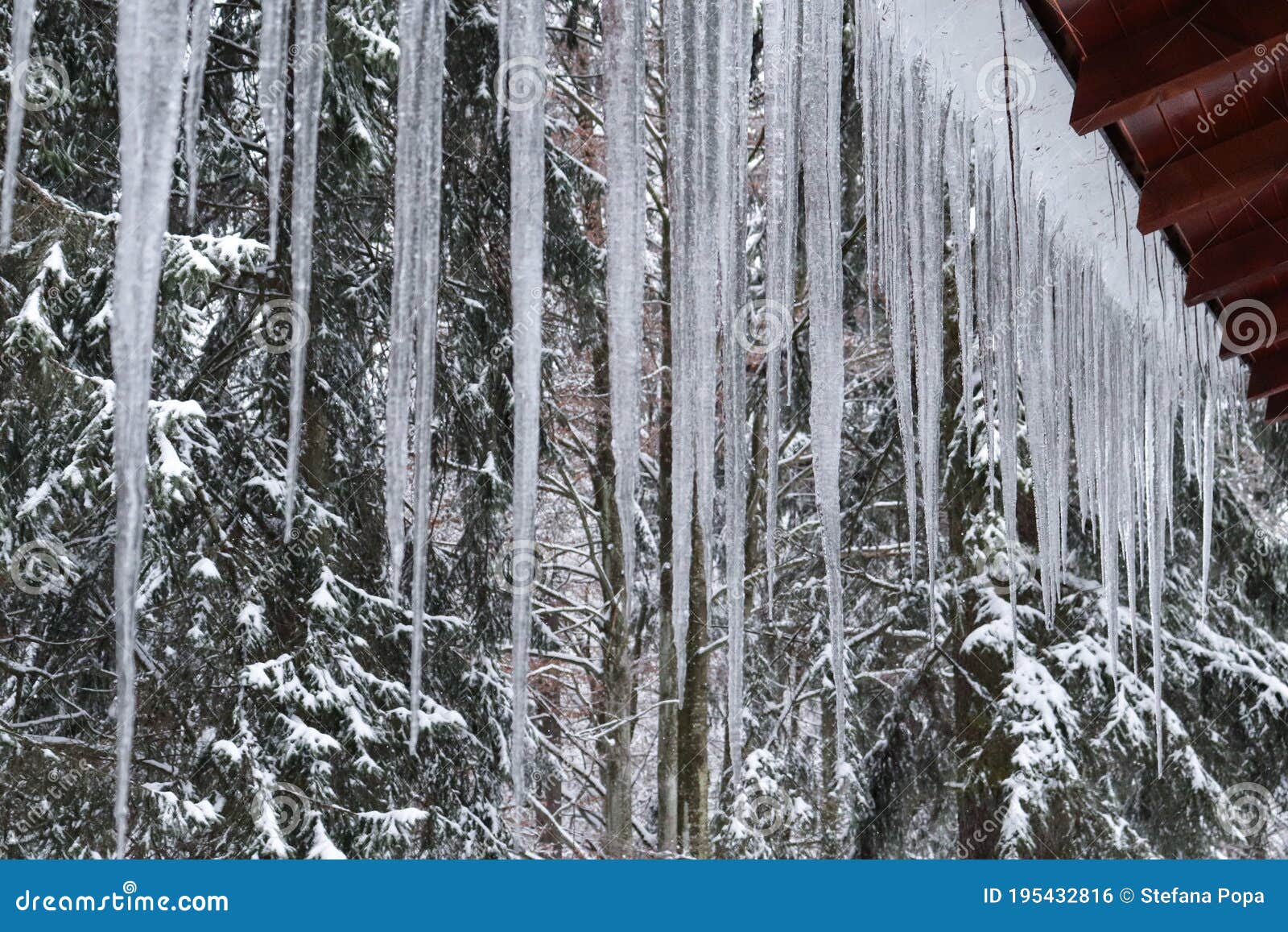Big Icicle Winter Snow Forest Stock Photo - Image of icicle, mother ...