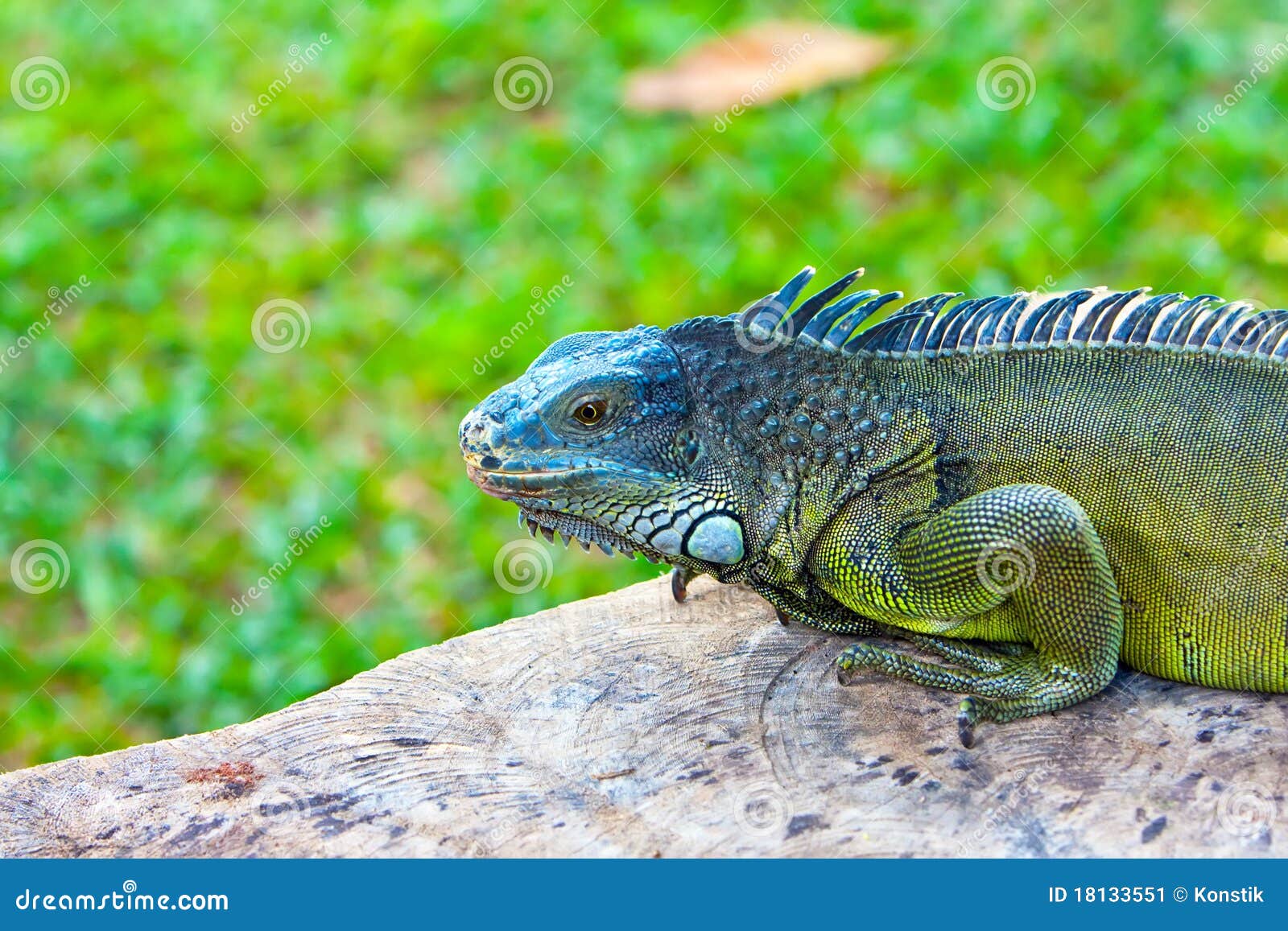 Big Iguana stock image. Image of vacation, iguana, cute - 18133551