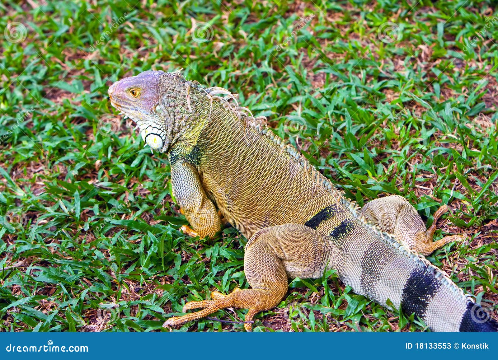 Big Iguana stock image. Image of camouflage, beauty, galapagos - 18133553