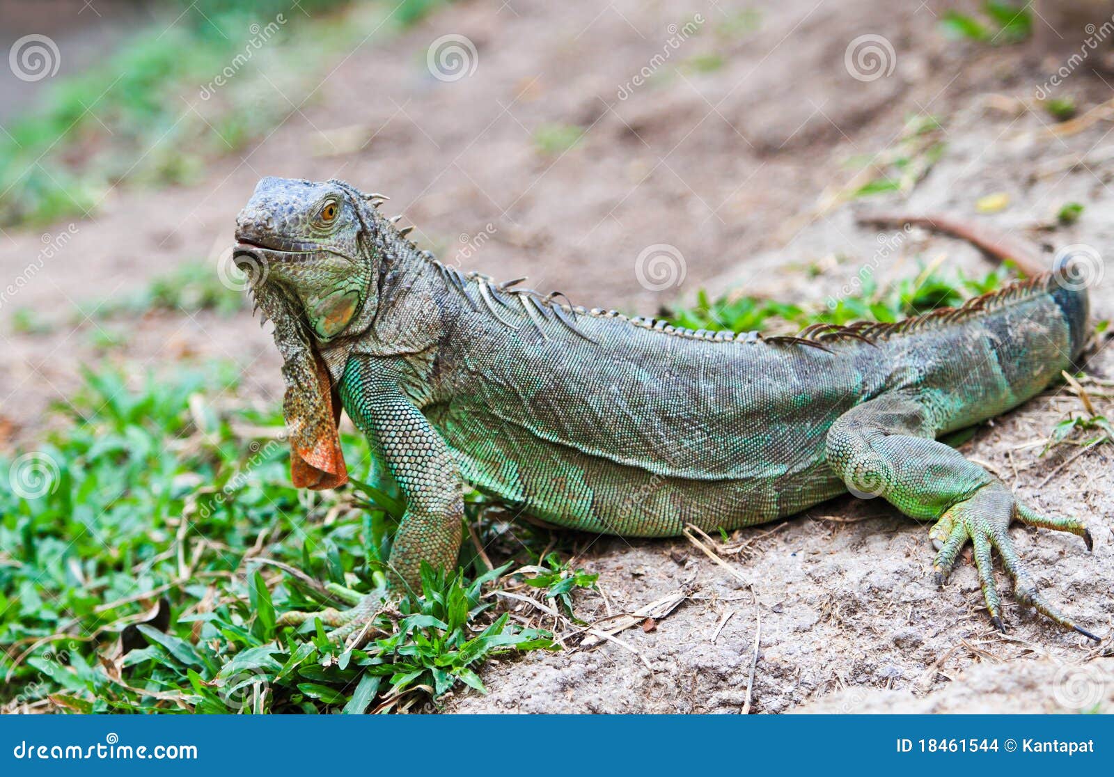 Big iguana stock photo. Image of outdoor, dragon, environment - 18461544