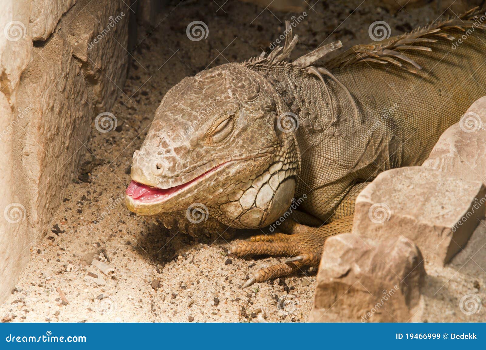 Big iguana stock image. Image of lazy, claw, lush, reptile - 19466999