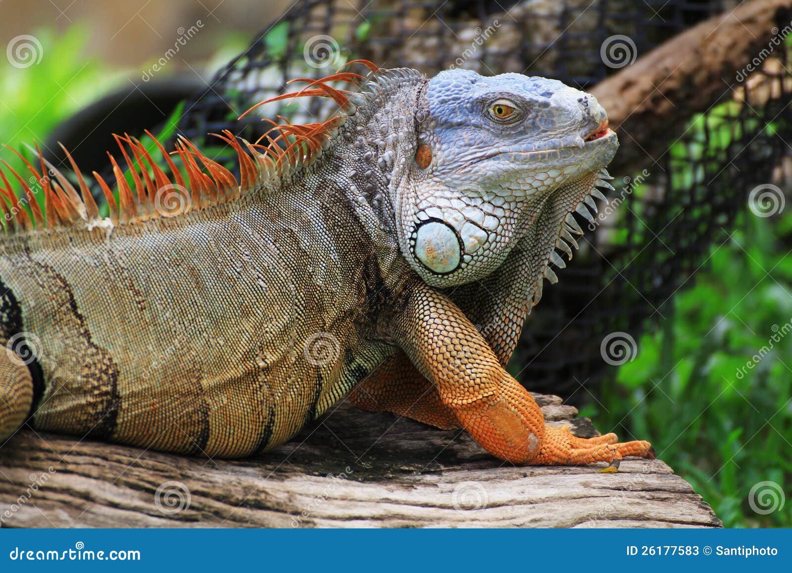 Big iguana stock image. Image of hang, green, jungle - 26177583