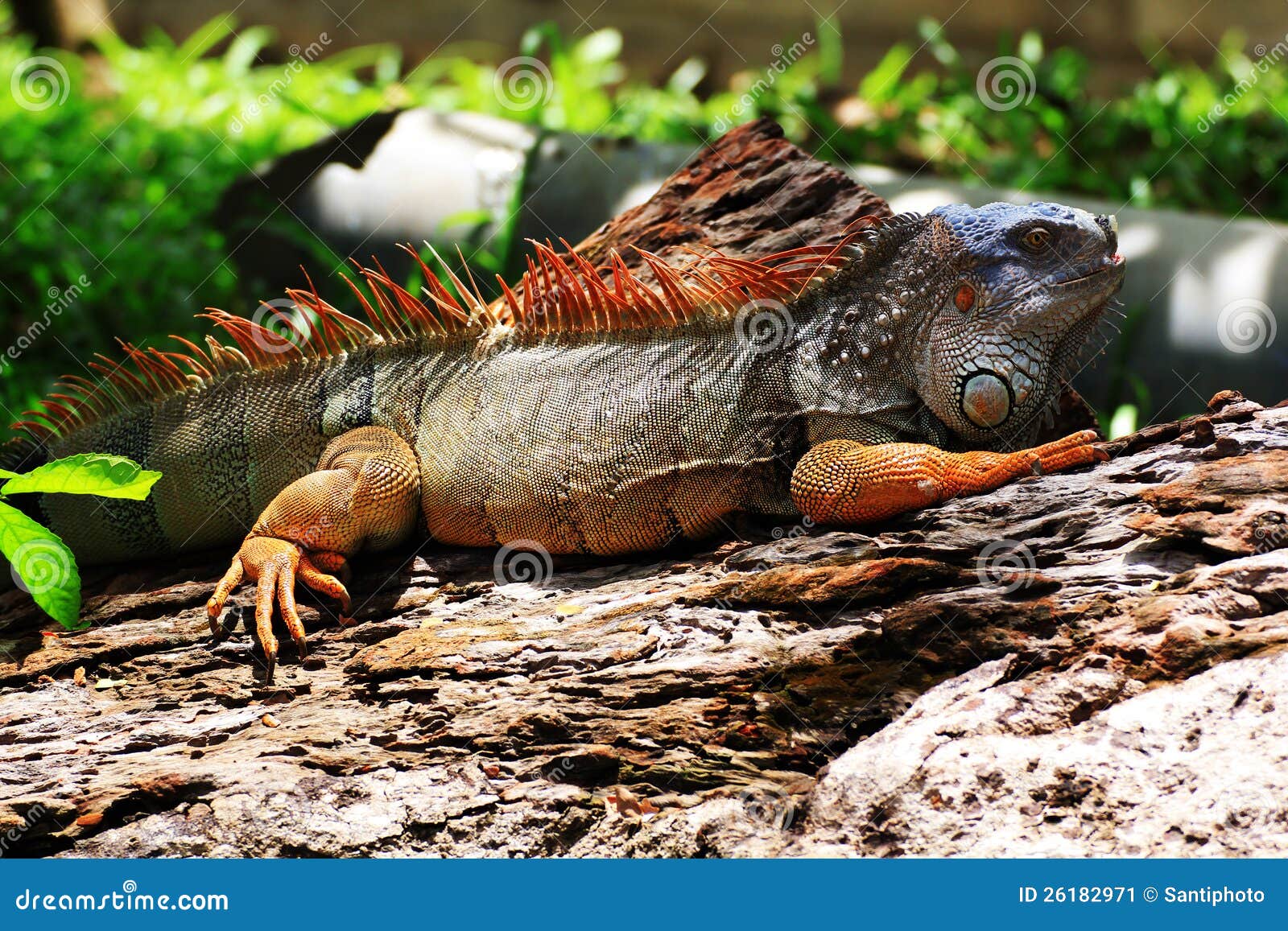 Big iguana stock image. Image of claw, creepy, environment - 26182971