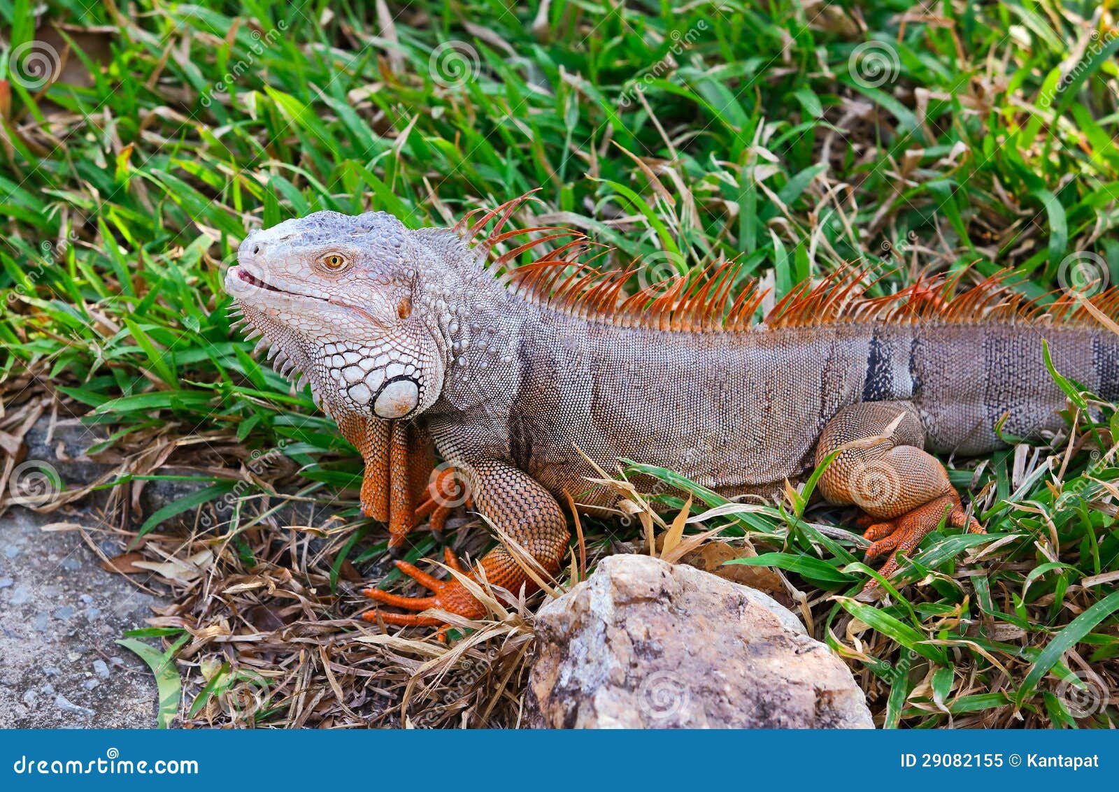 Big iguana stock image. Image of grass, forest, nature - 29082155