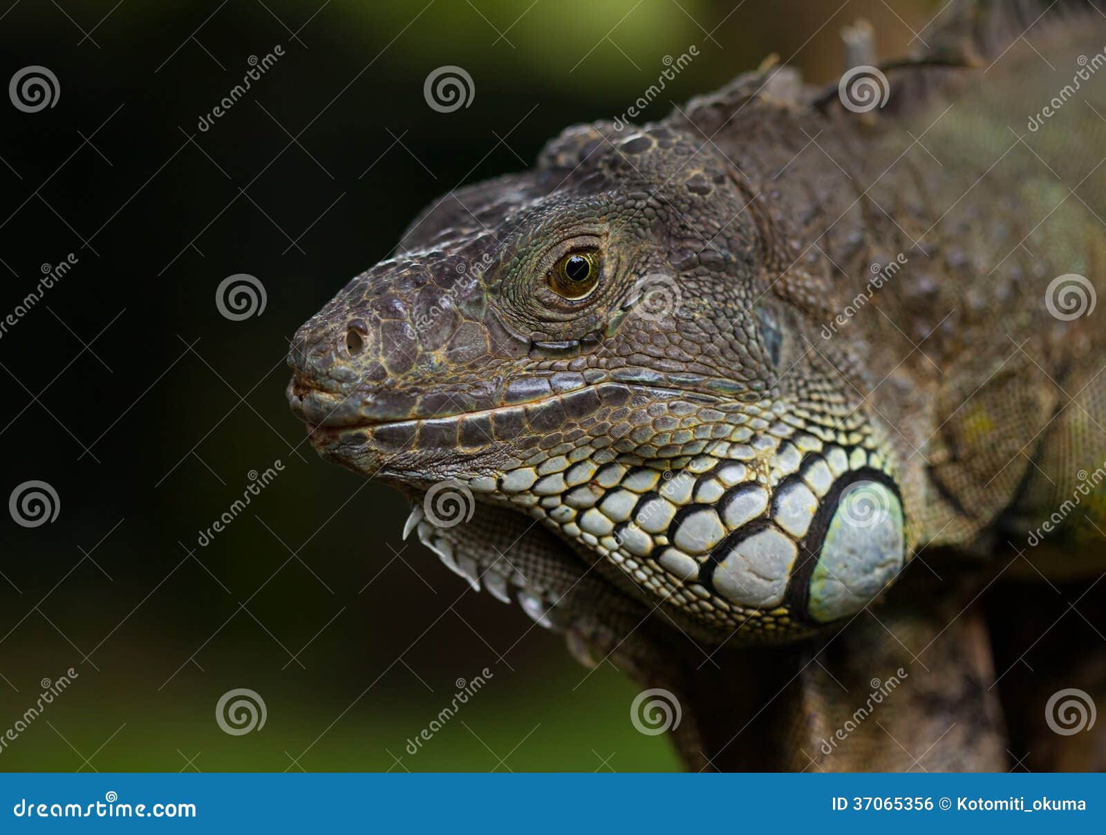 Big iguana stock photo. Image of forest, animal, bali - 37065356