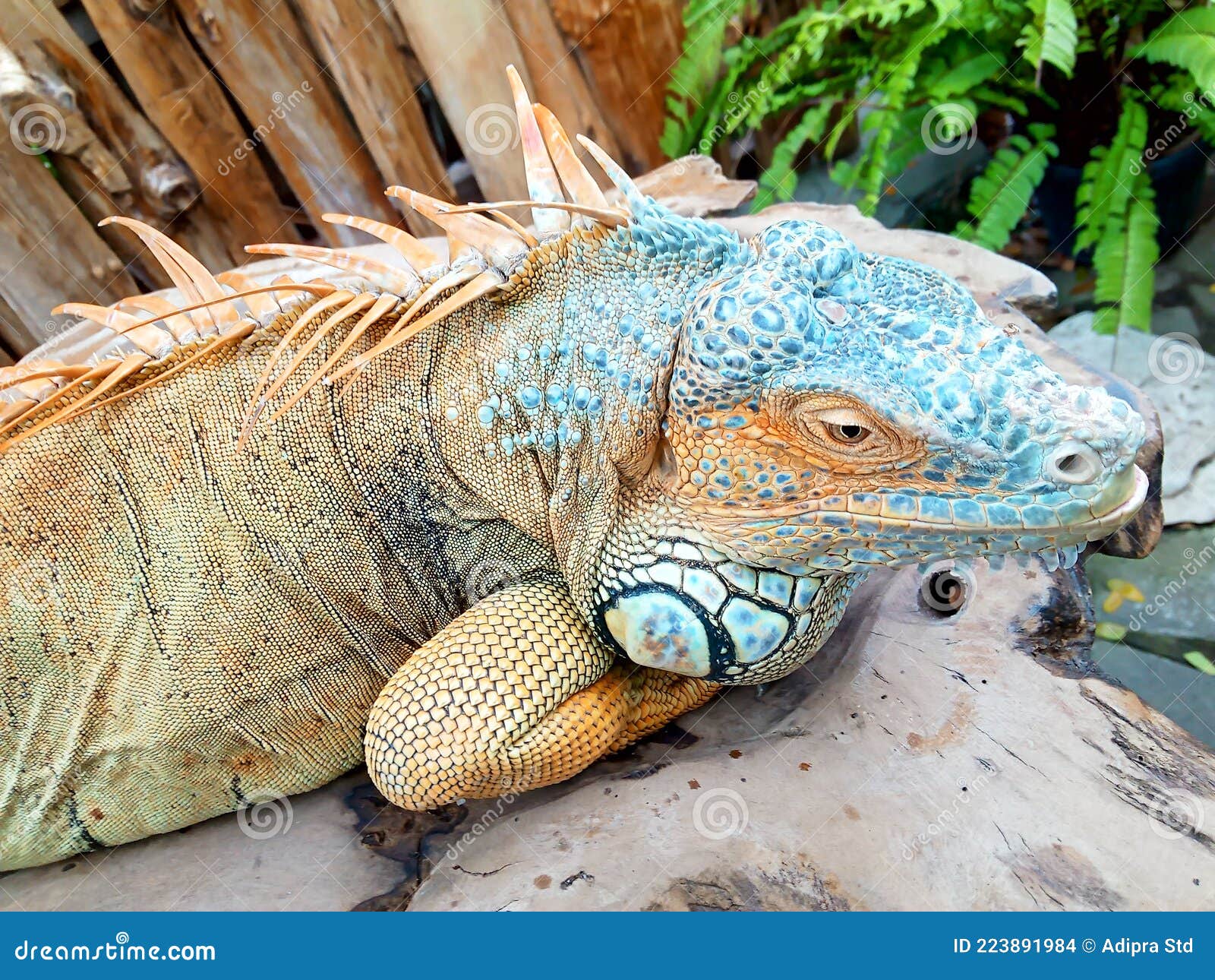 Big iguana with blue head stock photo. Image of portrait - 223891984