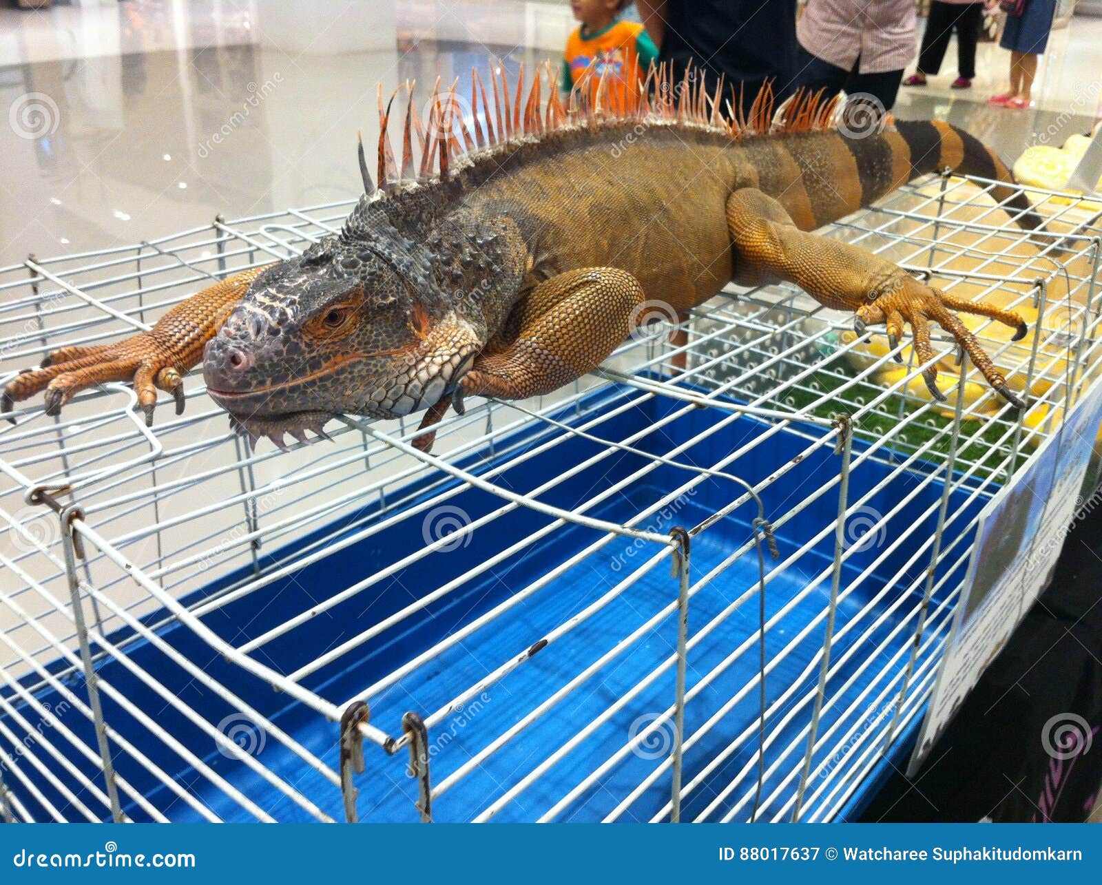 Big iguana. stock image. Image of cage, closeup, iguana - 88017637