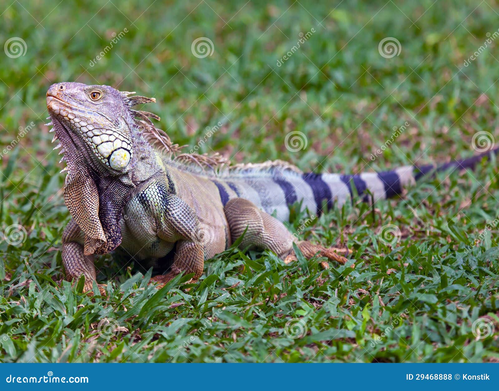 Big Iguana on a Green Grass Stock Photo - Image of desert, colored ...