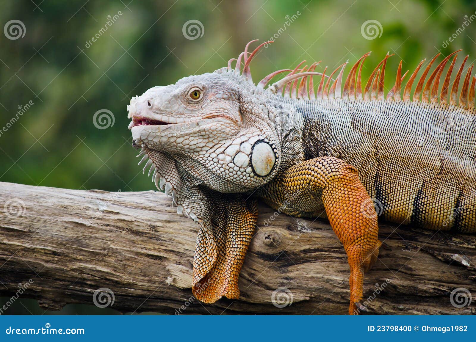 Big Iguana in the park. stock photo. Image of lush, close - 23798400