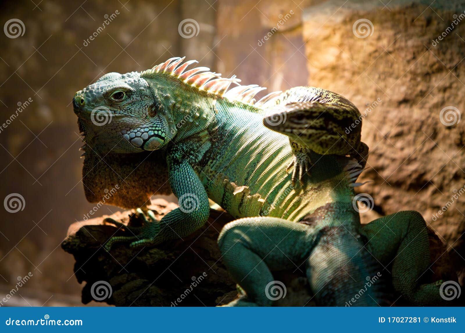 Big Iguana on a Tree Branch Stock Image - Image of outdoors, animal ...
