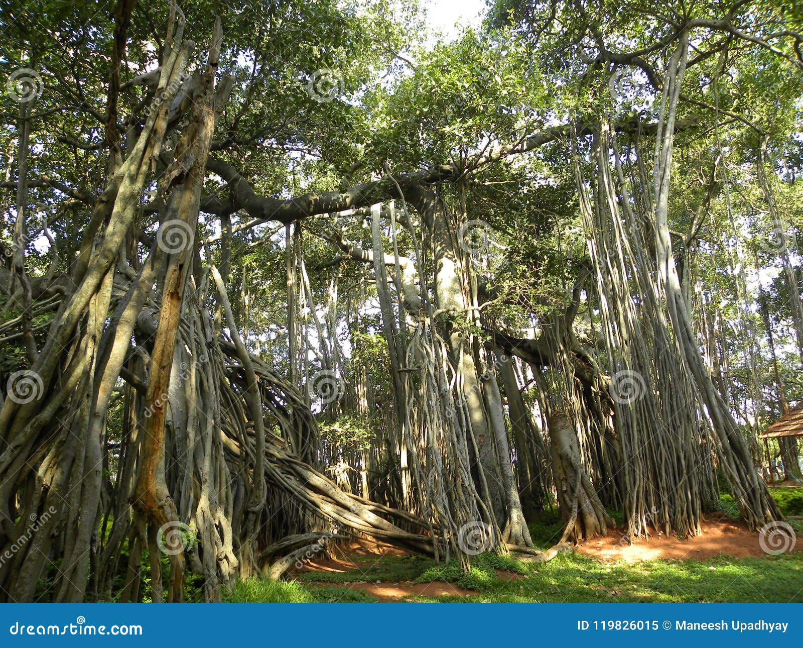 Big Indian Banyan Fig Tree, Ficus Benghalensis Stock Image - Image of ... Big Indian Banyan Fig Tree, Ficus Benghalensis Stock Image - Image of ...