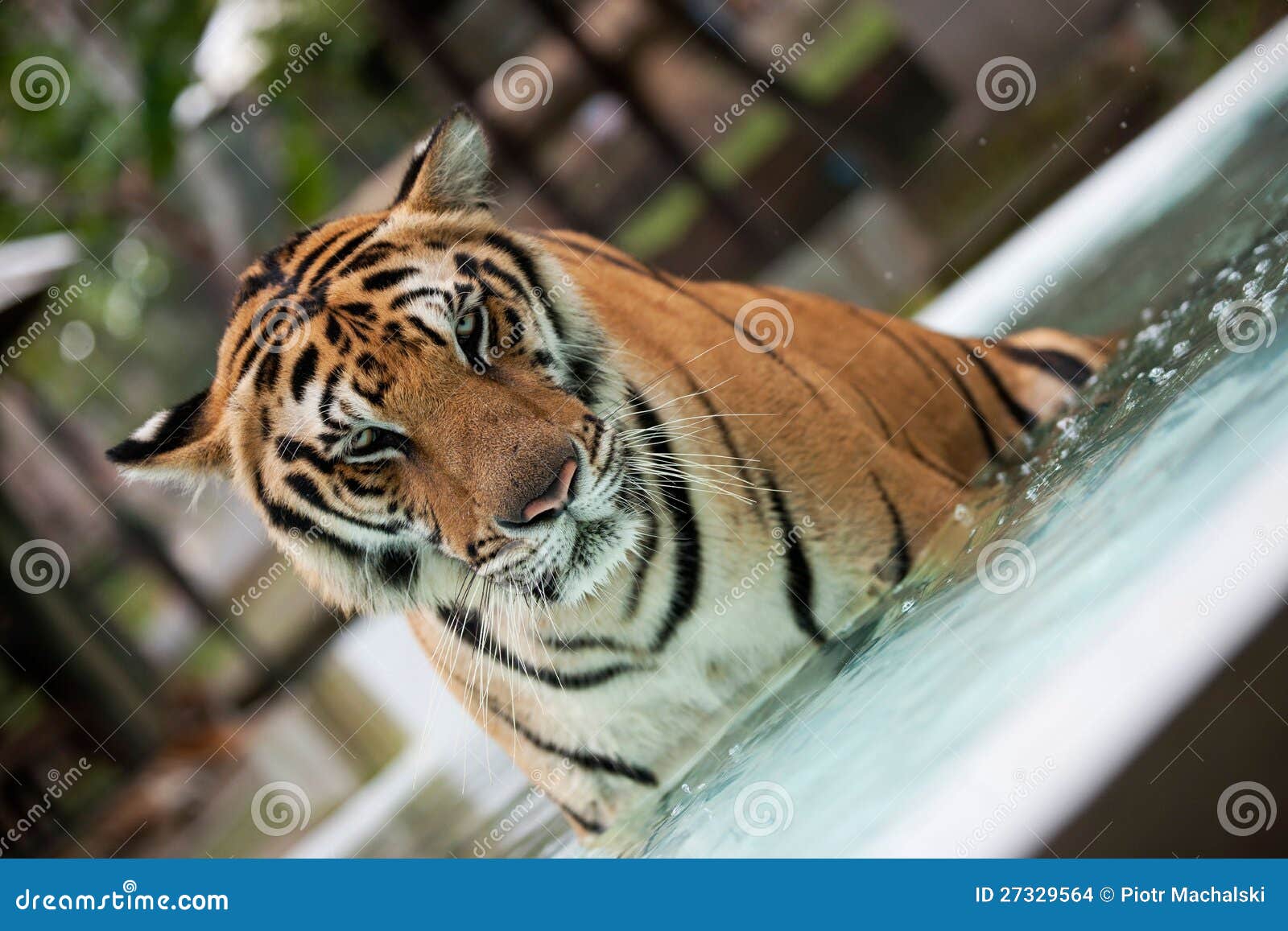 Big Indo-China Tiger in the Pool Stock Photo - Image of asia, beauty ...