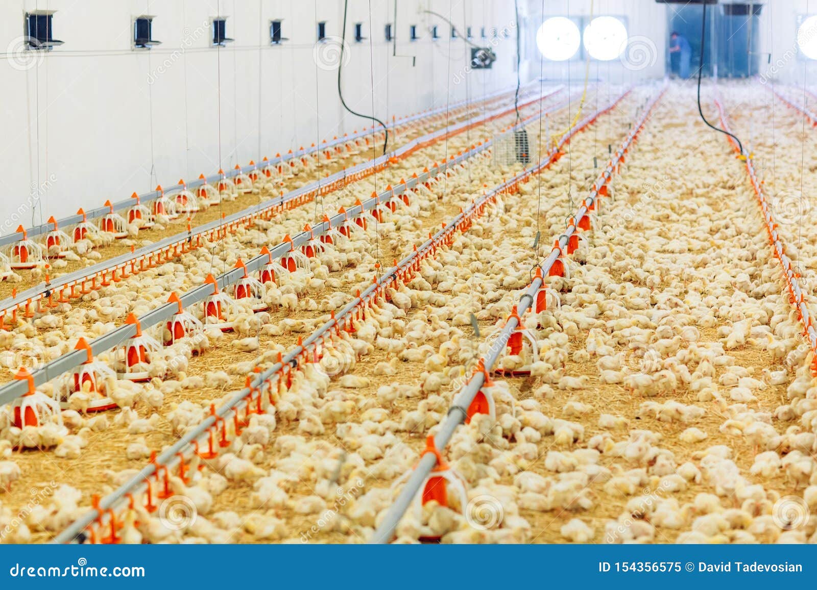 Big Indoors Modern Chicken Farm, Chicken Feeding. Stock Image - Image ...