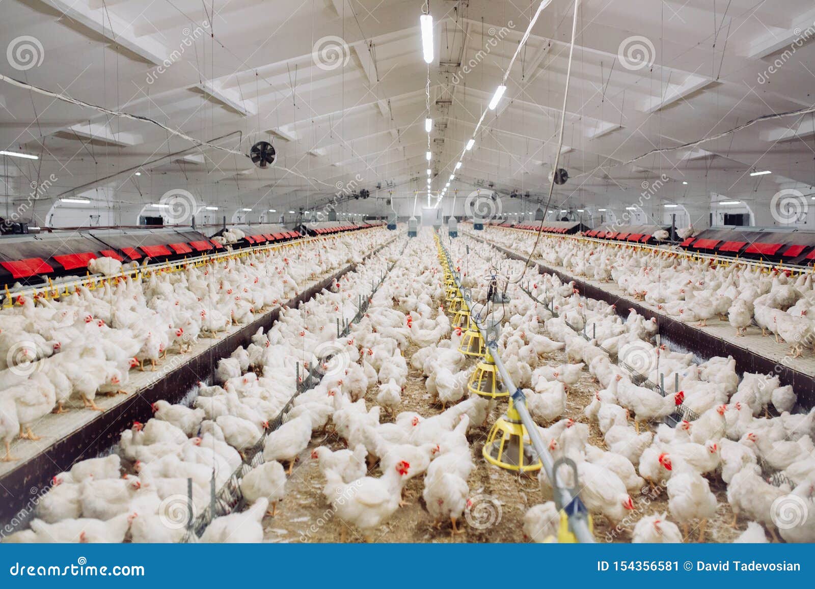 Chicken Farm. Egg-laying Chicken In Battery Cages. Commercial Hens ...