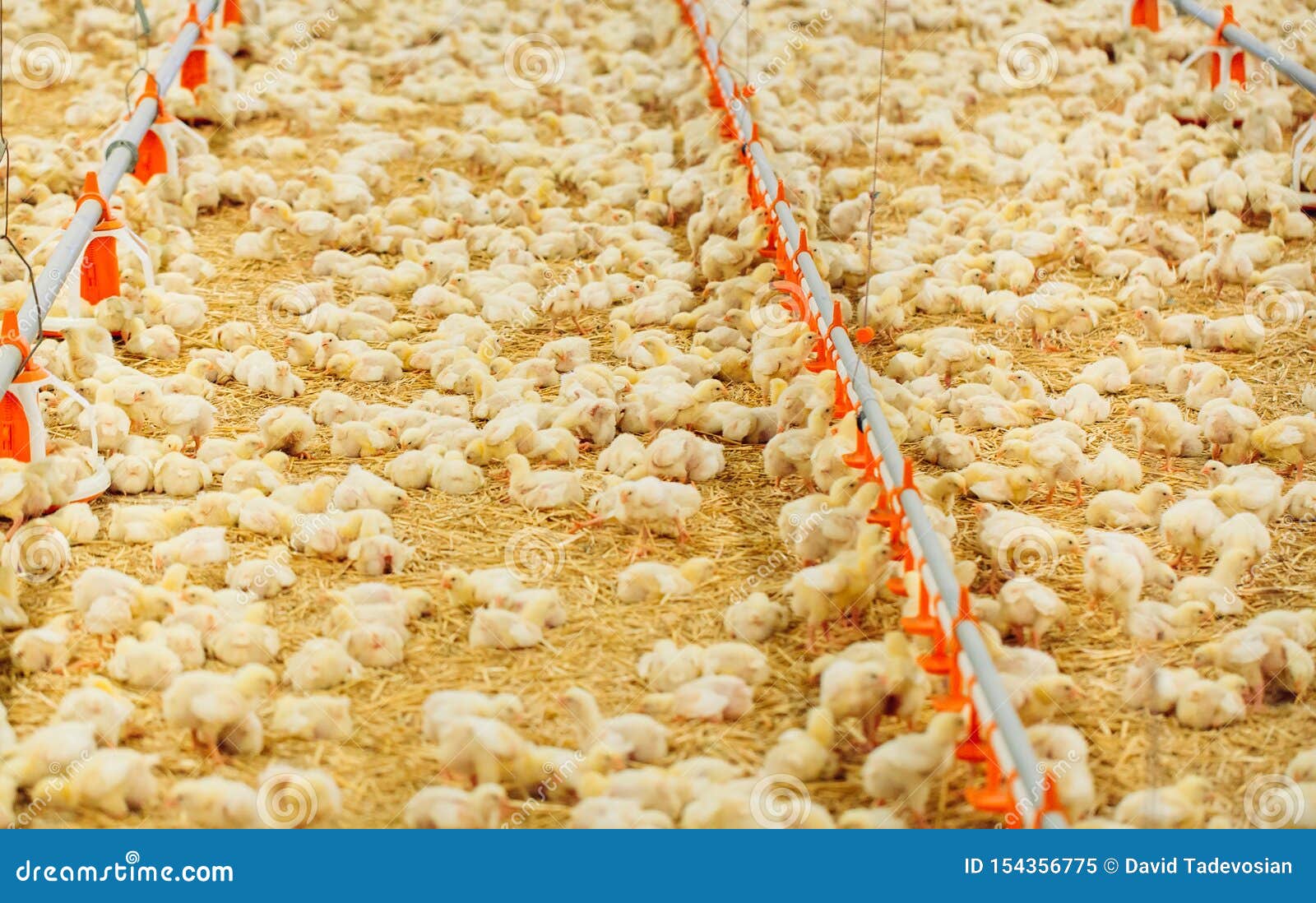 Big Indoors Modern Chicken Farm, Chicken Feeding. Stock Image - Image ...