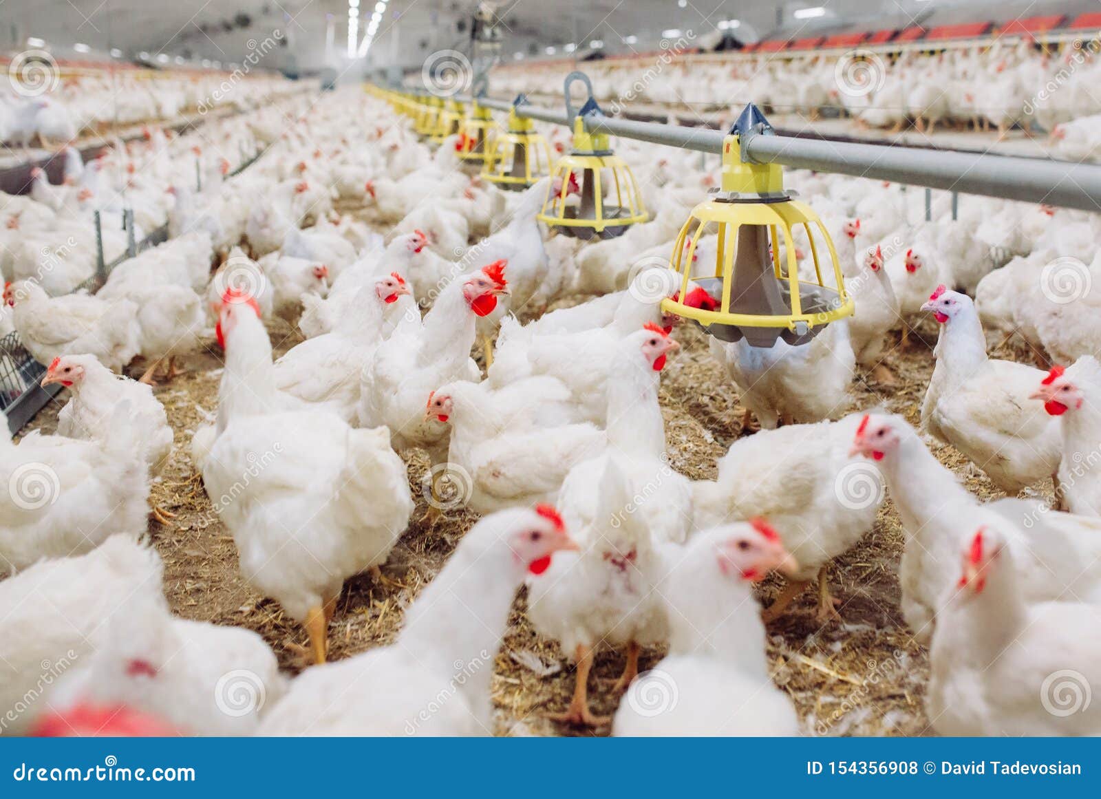 Big Indoors Modern Chicken Farm, Chicken Feeding. Stock Photo - Image ...