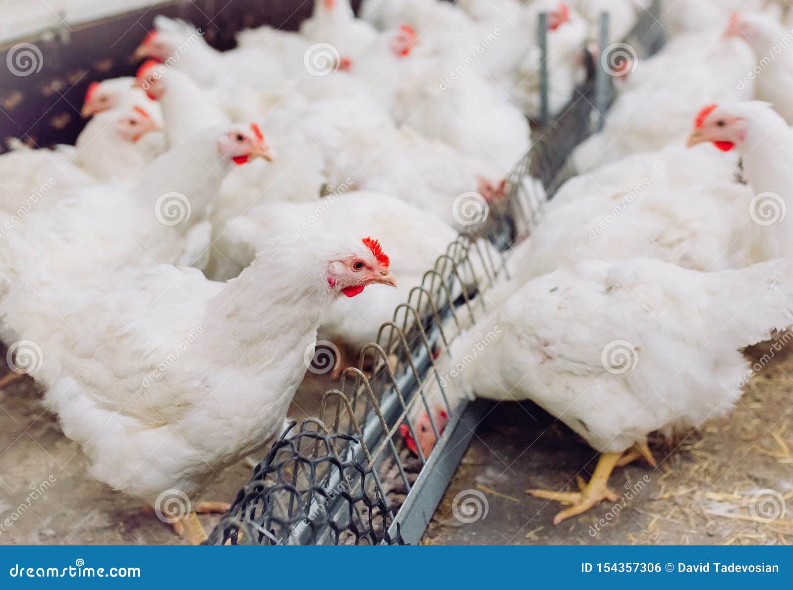 Big Indoors Modern Chicken Farm, Chicken Feeding. Stock Photo - Image ...