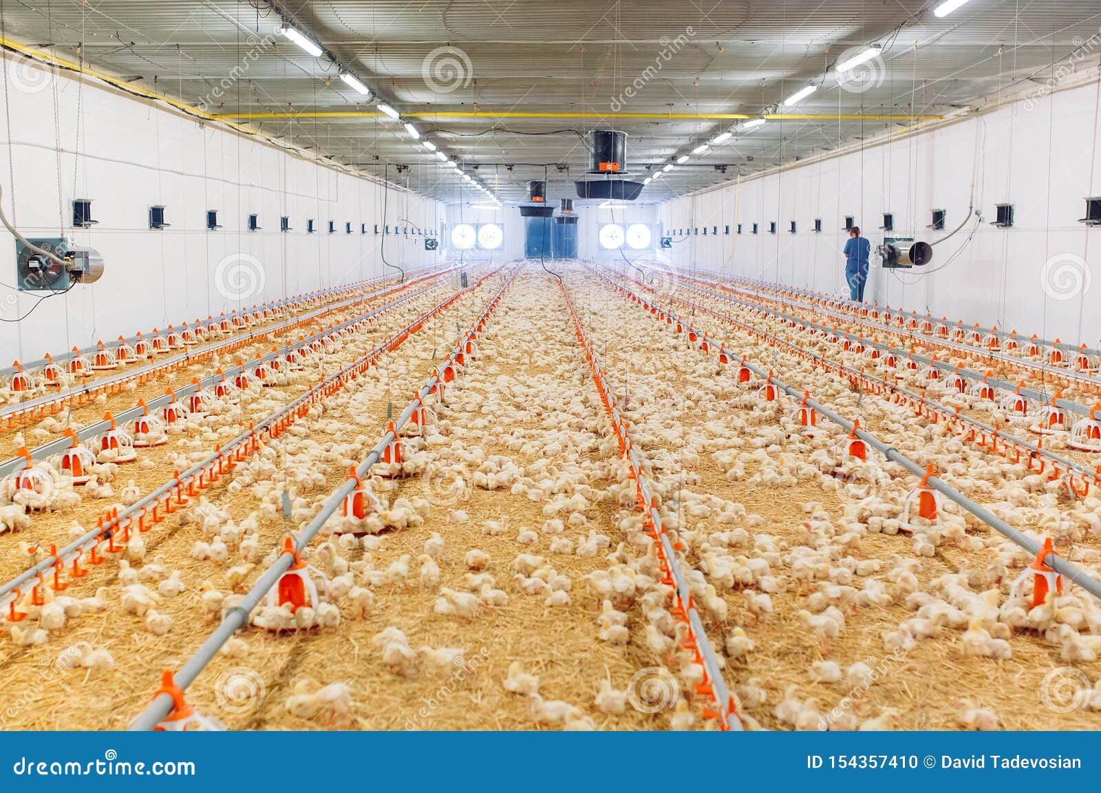 Big Indoors Modern Chicken Farm, Chicken Feeding. Stock Photo - Image ...