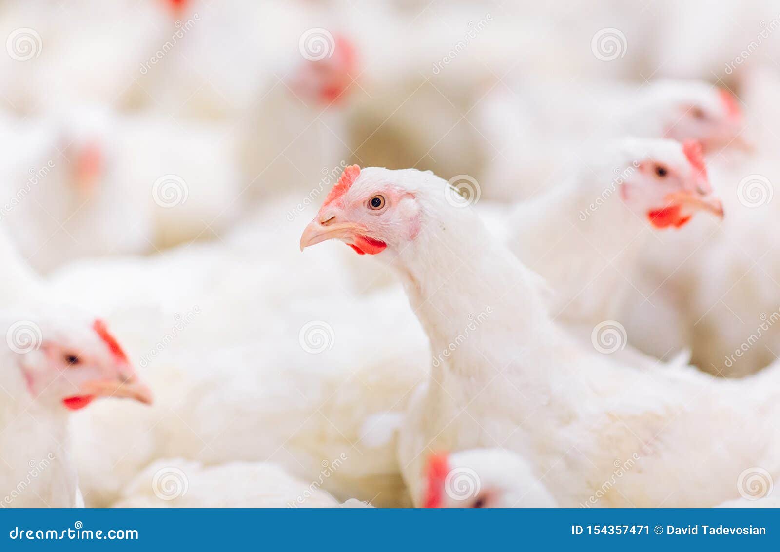 Big Indoors Modern Chicken Farm, Chicken Feeding. Stock Image - Image ...