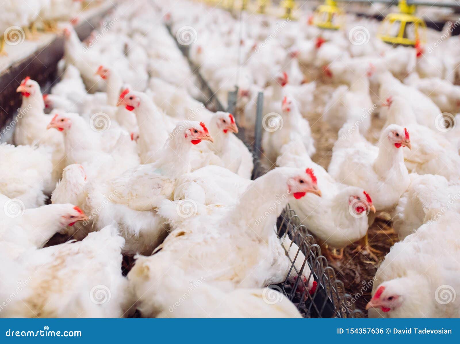 Big Indoors Modern Chicken Farm, Chicken Feeding. Stock Photo - Image ...