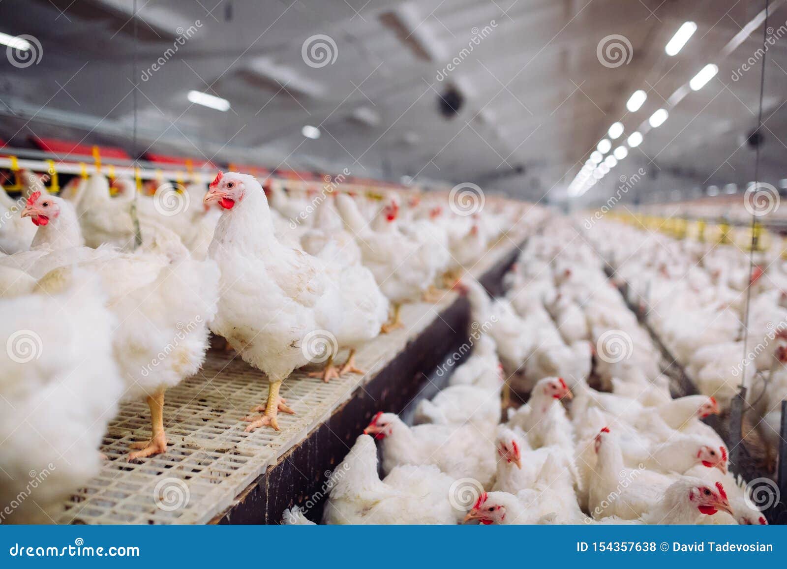 Big Indoors Modern Chicken Farm, Chicken Feeding. Stock Photo - Image ...