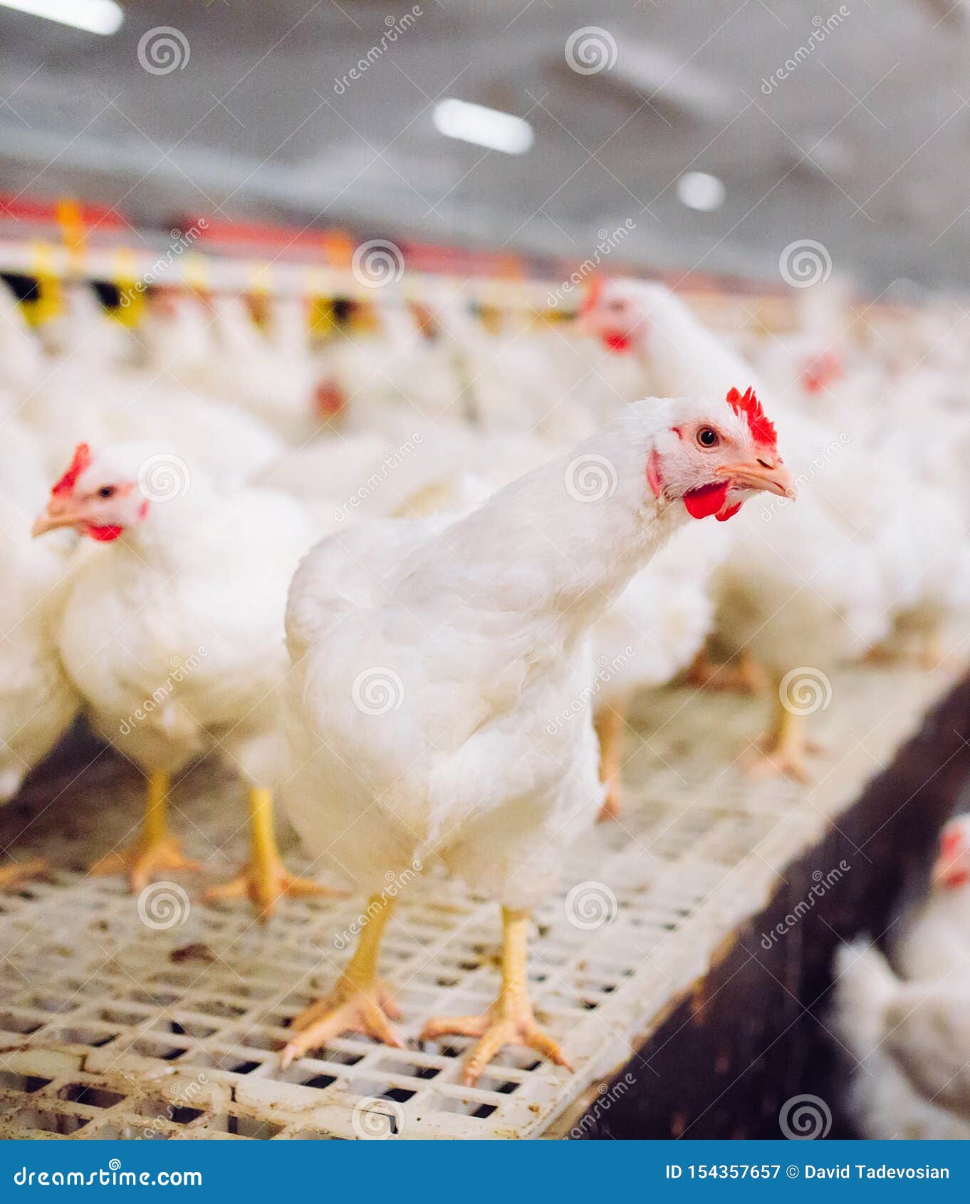 Big Indoors Modern Chicken Farm, Chicken Feeding. Stock Image - Image ...
