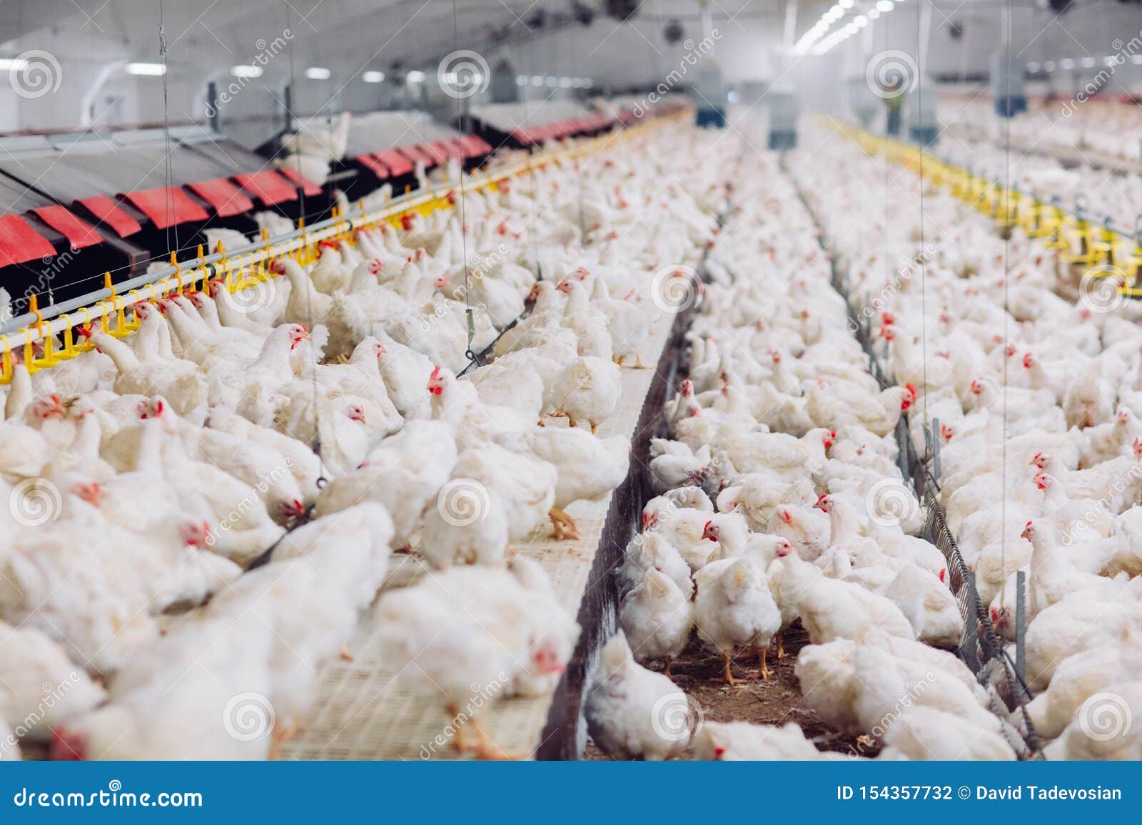 Big Indoors Modern Chicken Farm, Chicken Feeding. Stock Photo - Image ...