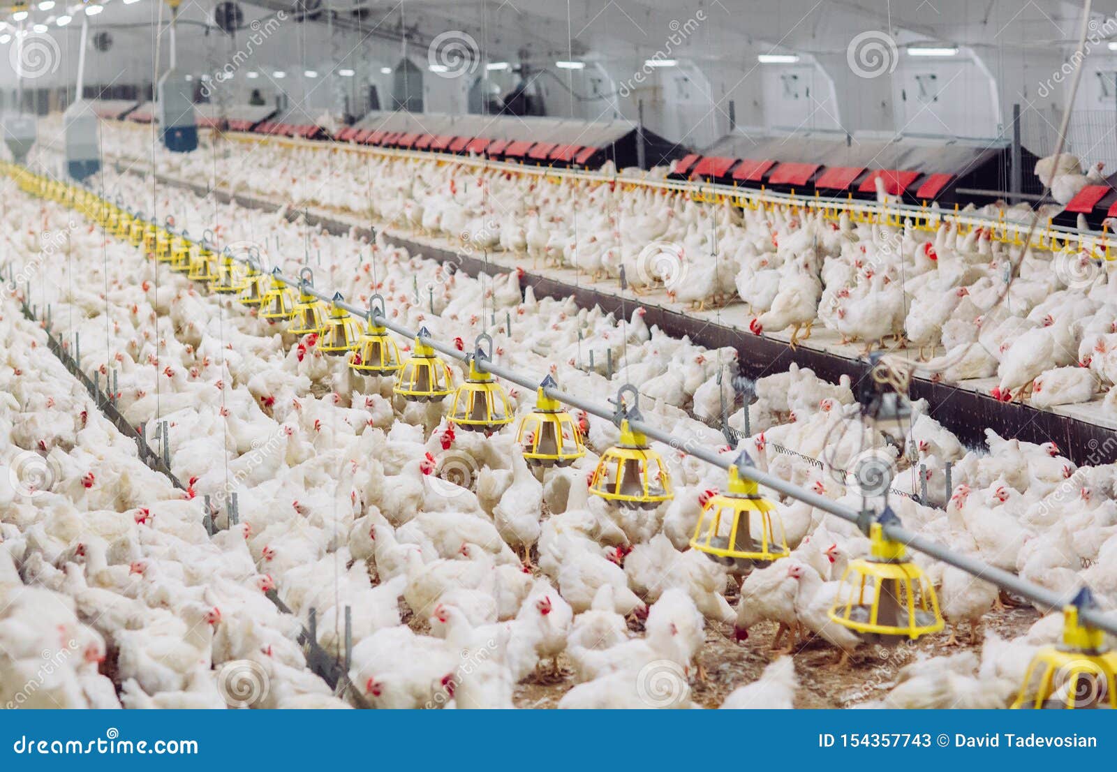 Big Indoors Modern Chicken Farm, Chicken Feeding. Stock Image - Image ...
