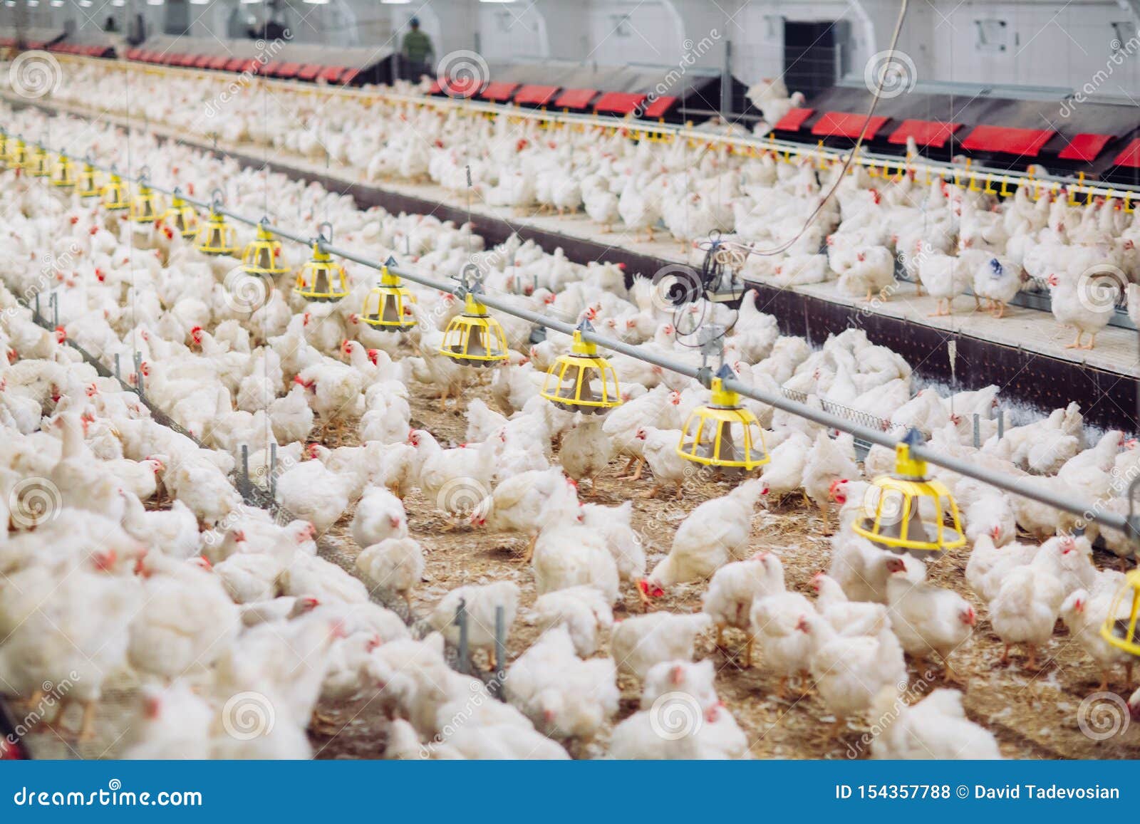 Big Indoors Modern Chicken Farm, Chicken Feeding. Stock Photo - Image ...