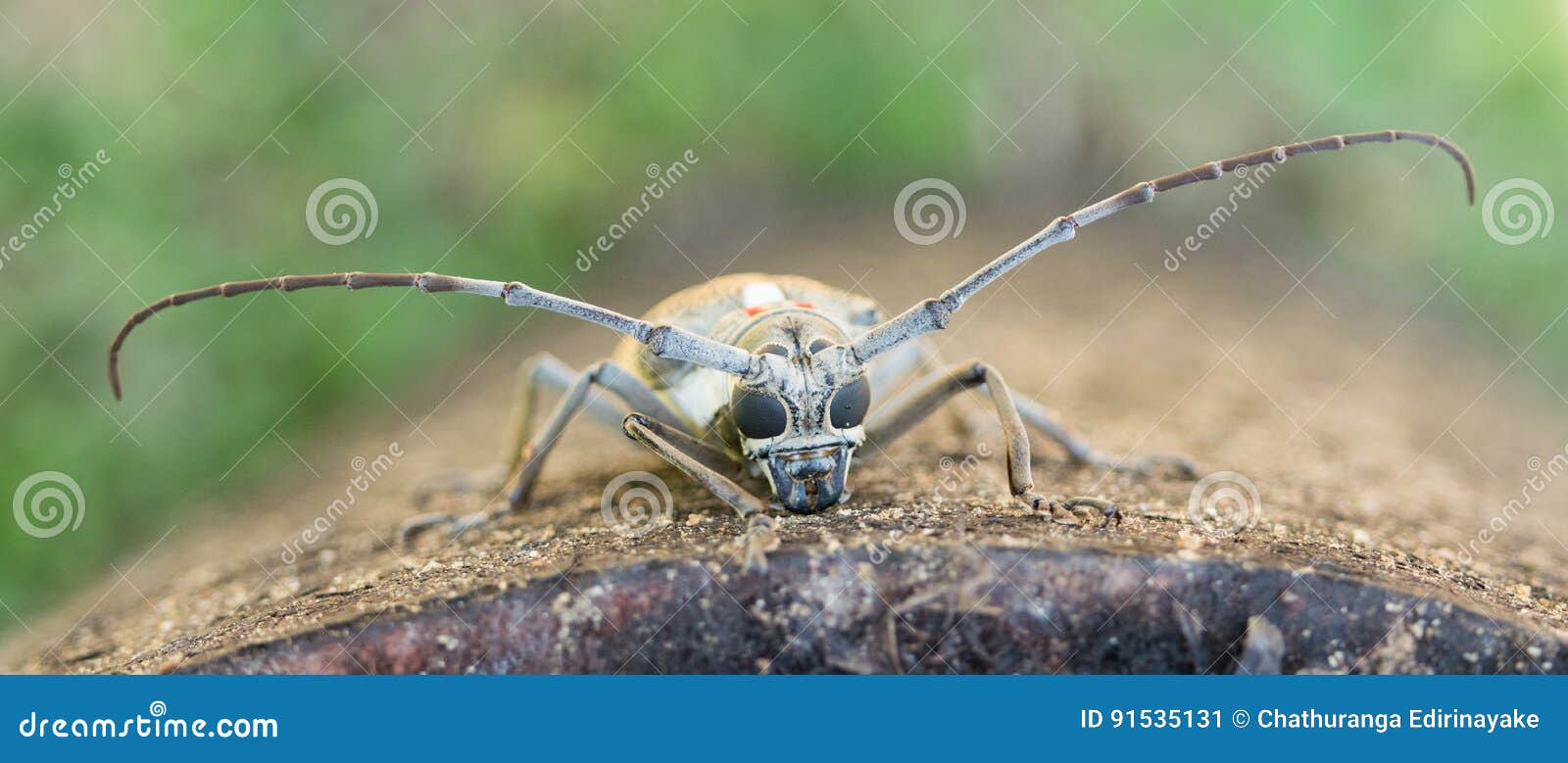 Big Insect stock image. Image of insect, alien, creepy - 91535131