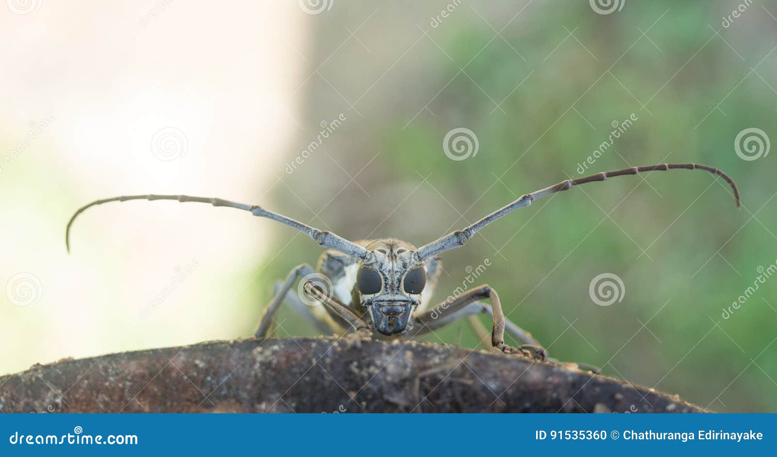 Big Insect stock photo. Image of insect, camera, crawling - 91535360