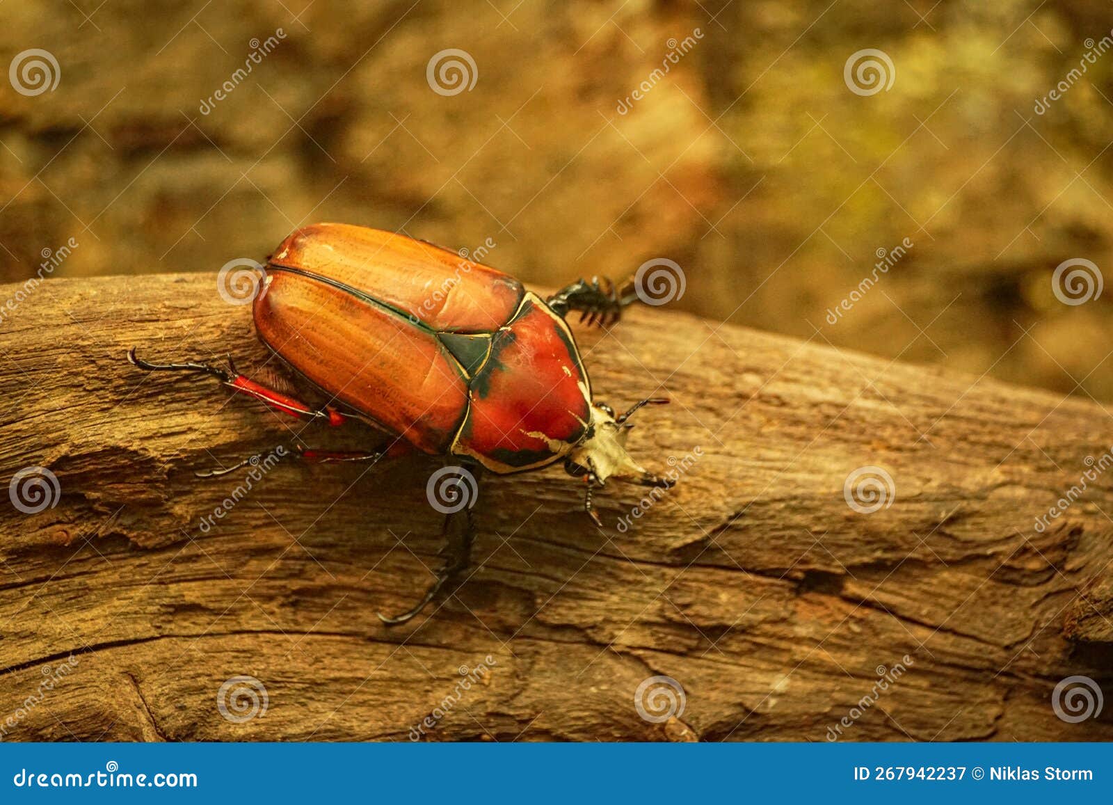 A Big Insect on a Tree Trunk Stock Image - Image of biology, closeup ...