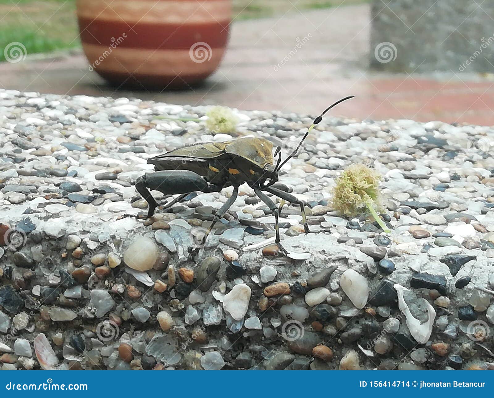 Vinchuca Stock Photos - Free & Royalty-Free Stock Photos from Dreamstime