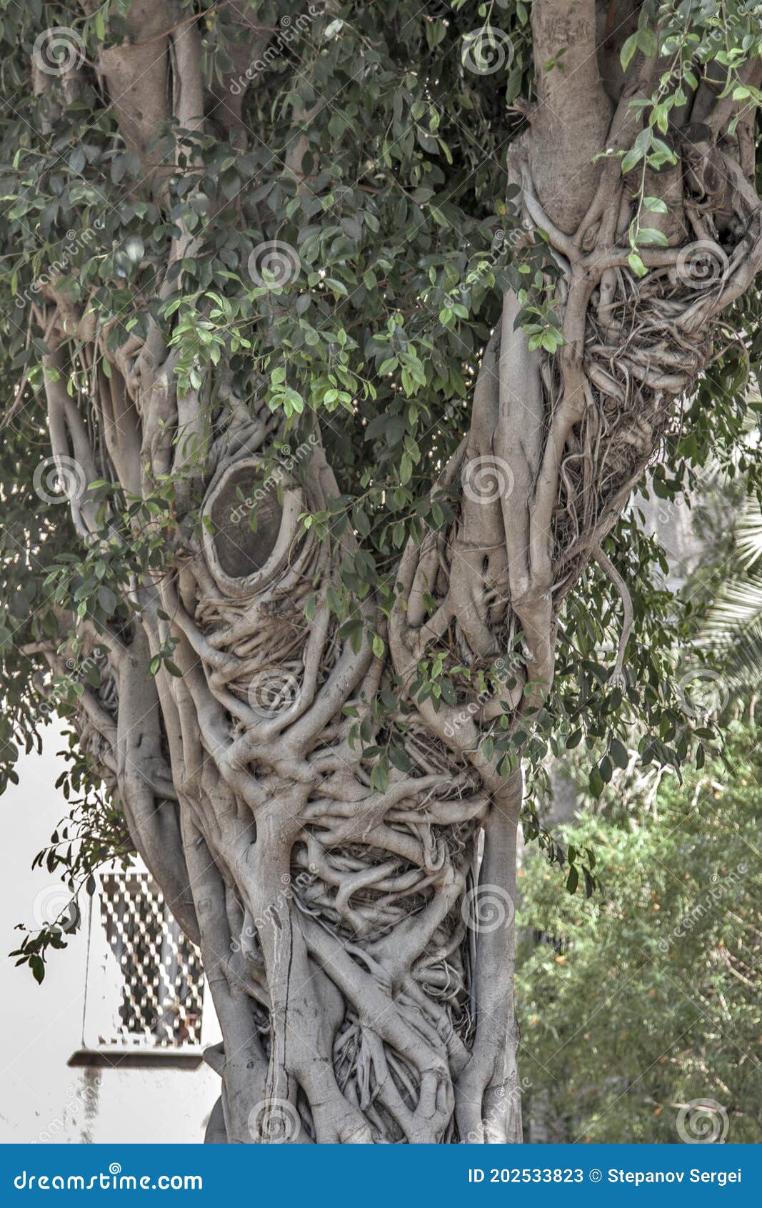 Big interesting tree stock image. Image of natural, leaves - 202533823