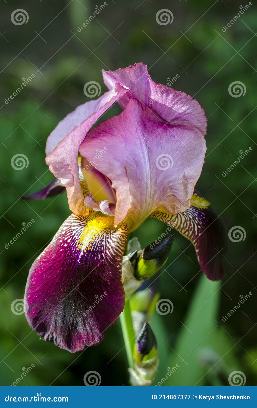 Big iris in the garden stock image. Image of cream, double - 214867377