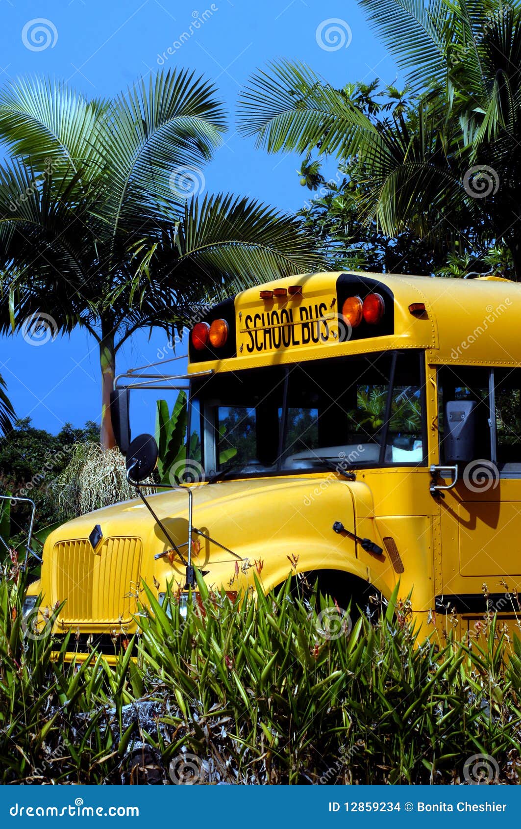 Big Island School Bus stock photo. Image of sunny, school - 12859234