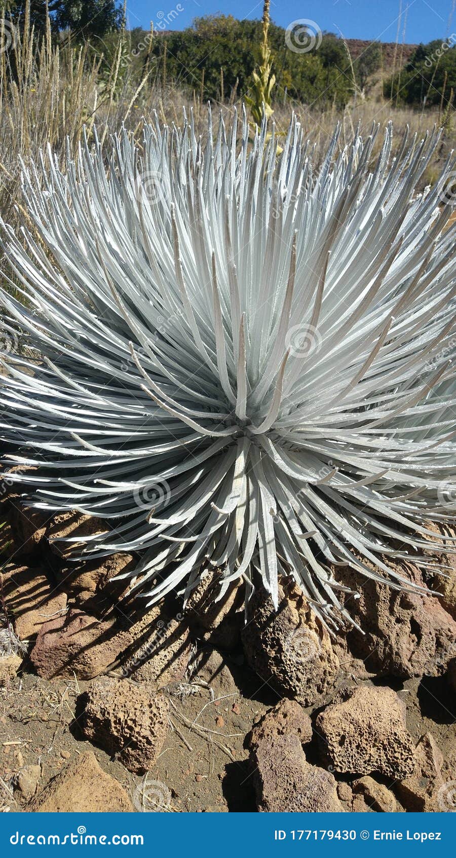 Big Island Silver Sword Plant Stock Photo - Image of silver, plant ...