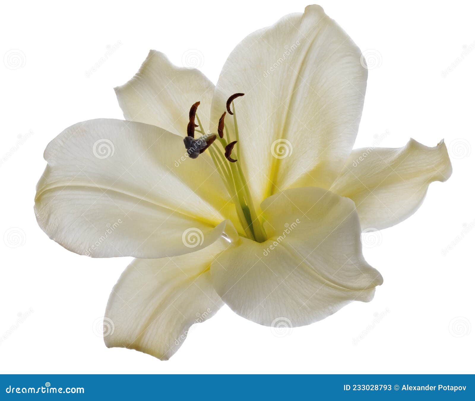 Big Isolated Light Yellow Lily One Bloom Stock Image - Image of bloom ...