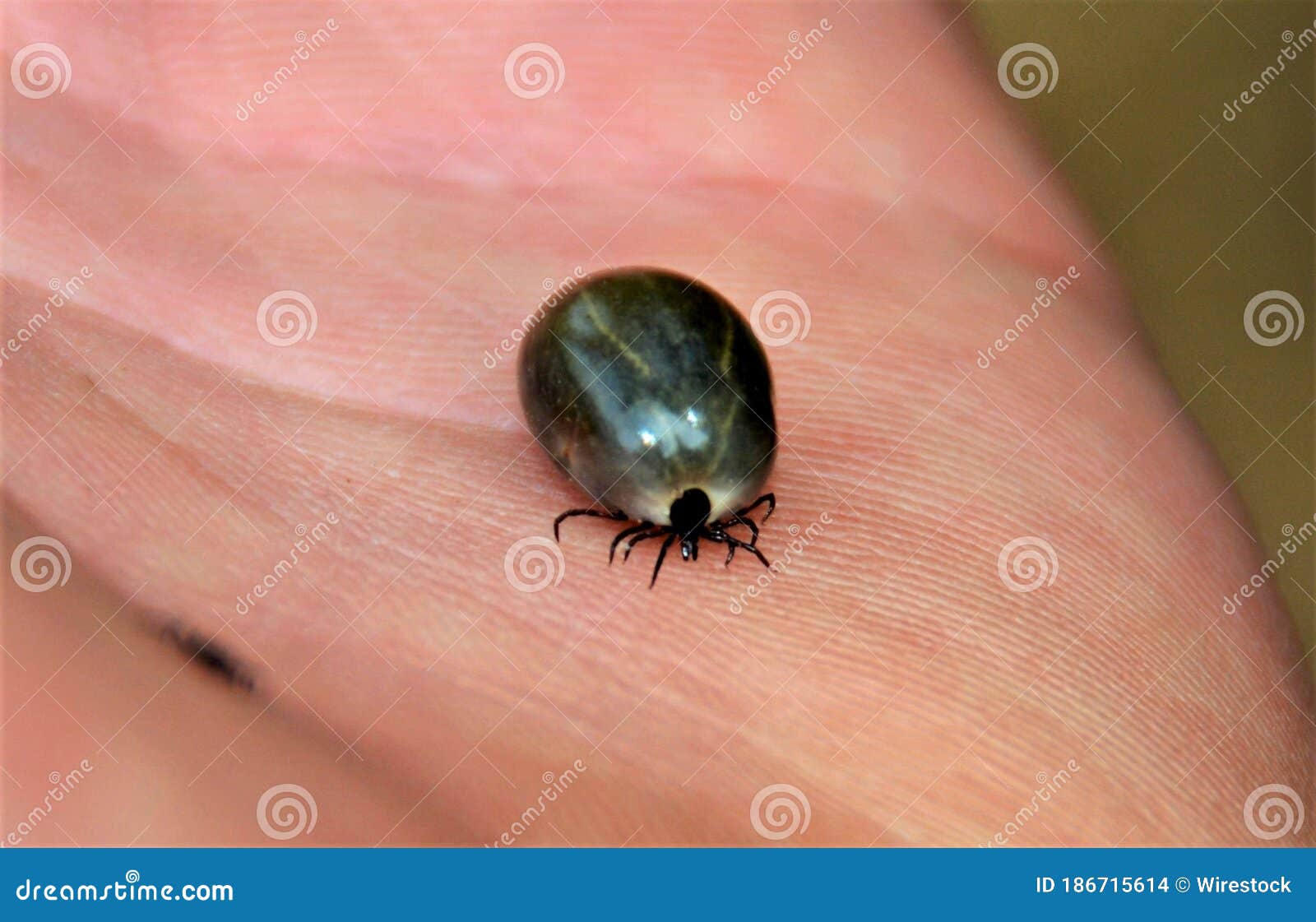 A Ixodida on the palm stock photo. Image of animal, acarus - 186715614