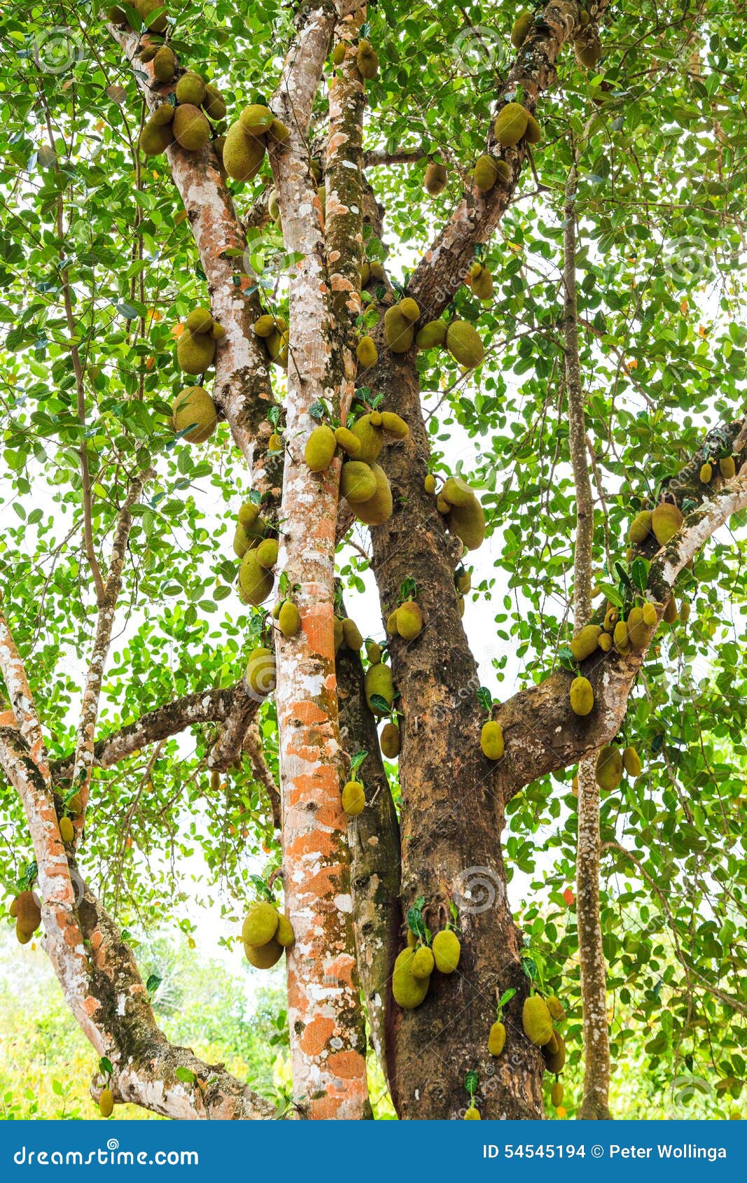 Big Jackfruit Growing on the Trunk of a Tree Stock Photo - Image of ...