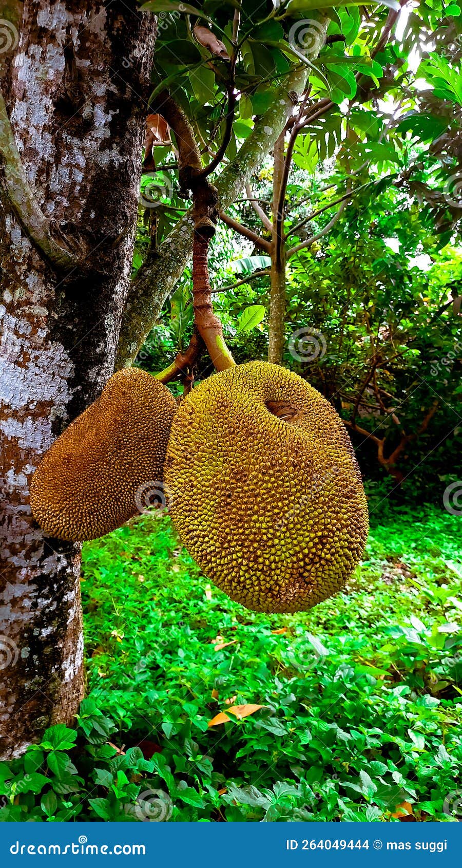 Big Jackfruit Straight from the Tree Stock Photo - Image of tree ...