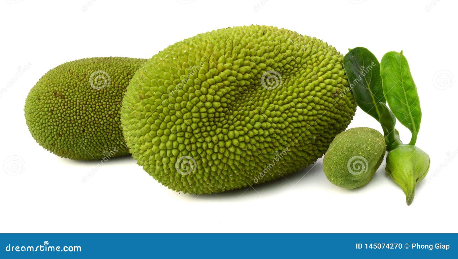 Big jackfruit. stock photo. Image of indigenous, leaf - 145074270